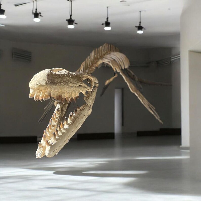 Extra-rare Monster Mosasaur Skeleton – 374" Fossil With 55" Natural ...