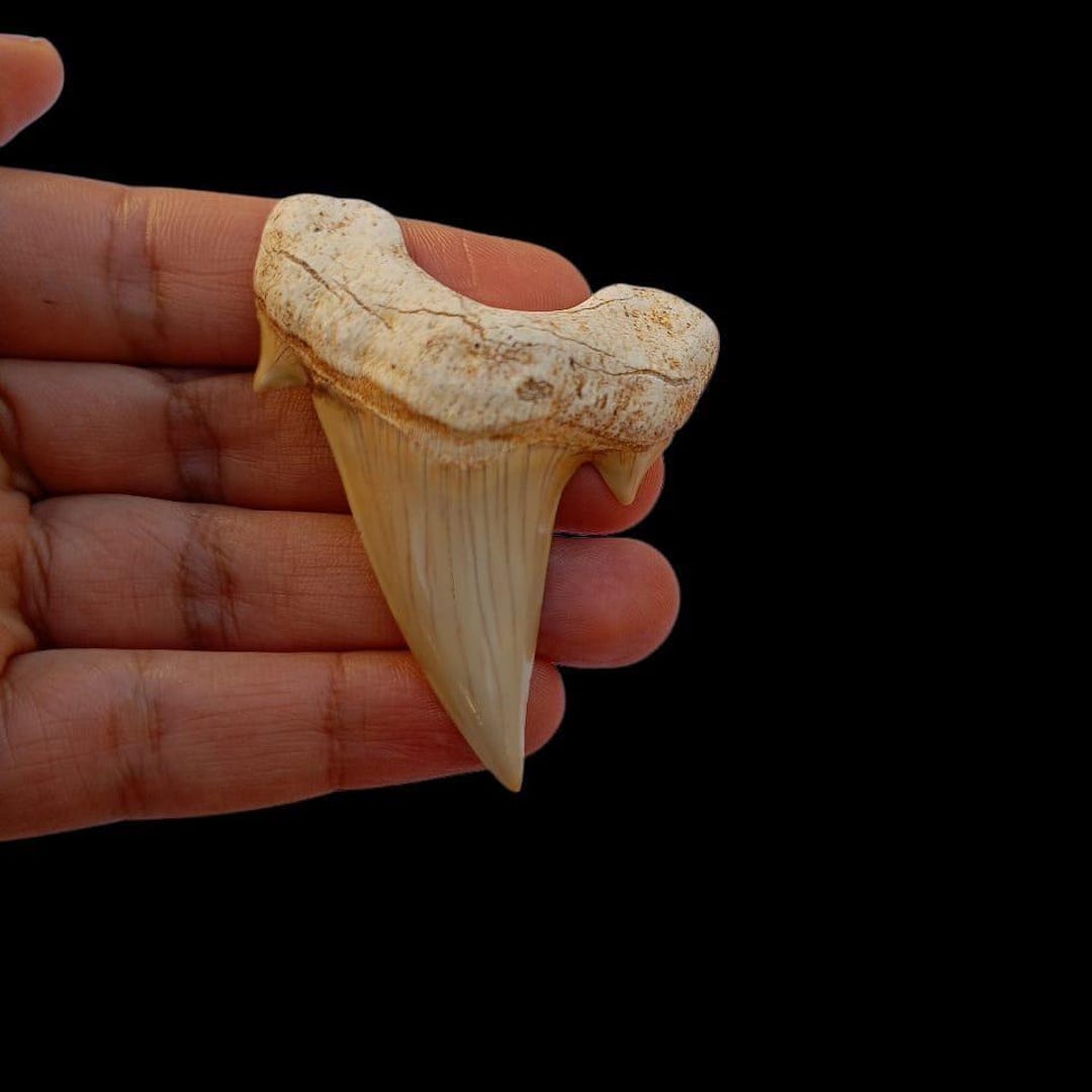 Large Otodus Obliquus Fossil Shark Tooth – Moroccan Collector Specimen ...