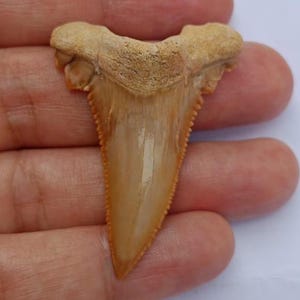 Huge Palaeocarcharodon Shark Tooth Fossil – Rare Paleocene Era Fossil ...