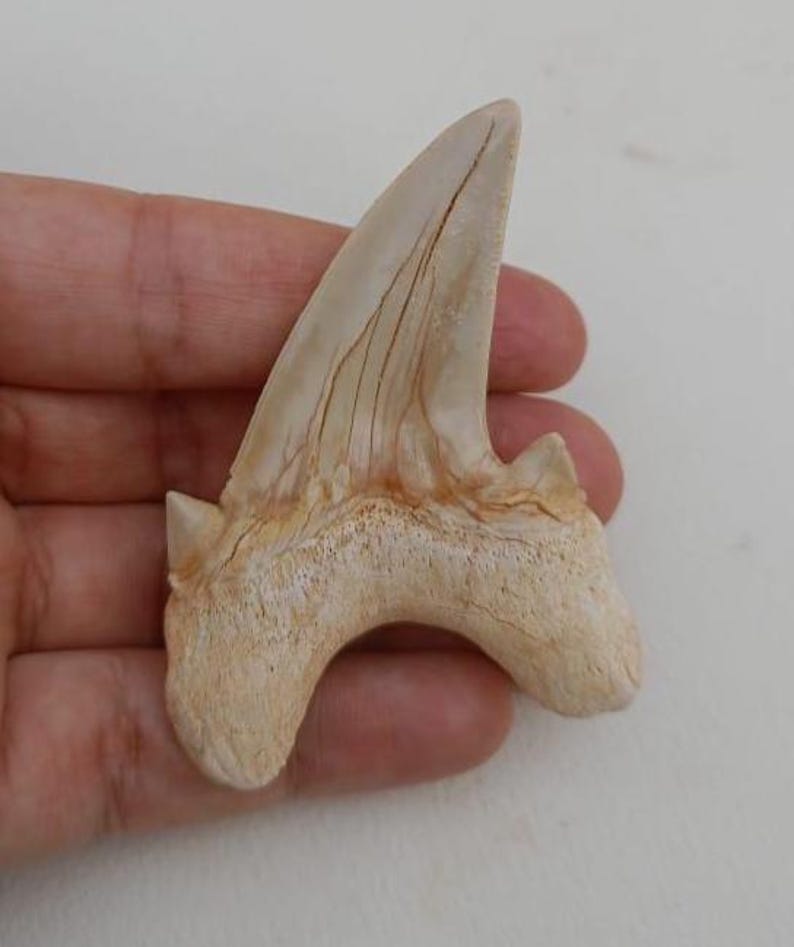 Extinct Rare Large Otodus Obliquus Fossilized Shark Tooth – Authentic ...