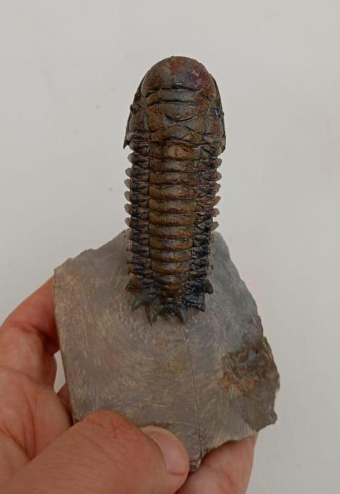 Fossilized Crotalocephalina Trilobite – Natural Extinct Marine ...