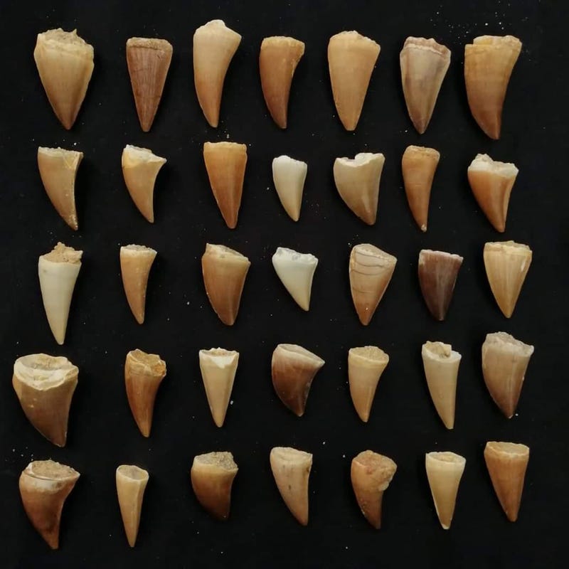Mosasaur Teeth Lot - Etsy UK
