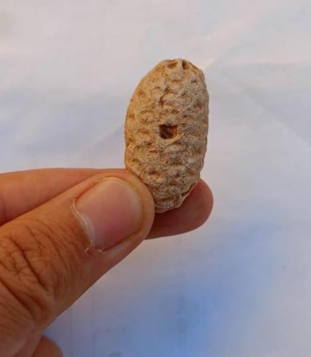 Authentic Pine Cone Fossil – Natural Fossilized Seed Cone From Morocco ...