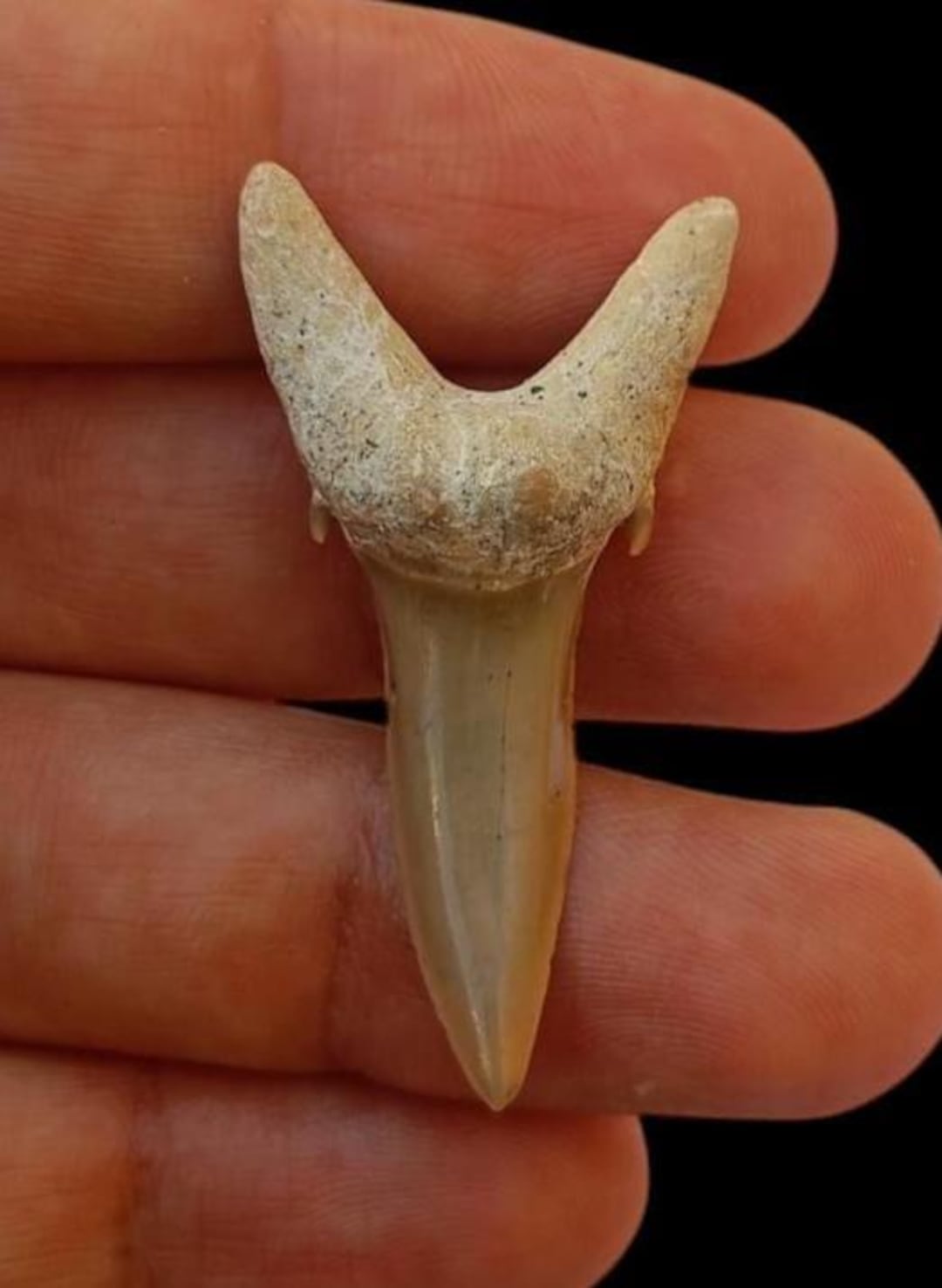 Serratolamna Koerti – Extinct Mackerel Fossilized Shark Tooth - Etsy