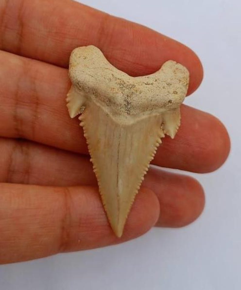 Palaeocarcharodon Orientalis Shark Tooth Fossil: Miocene Pygmy White ...