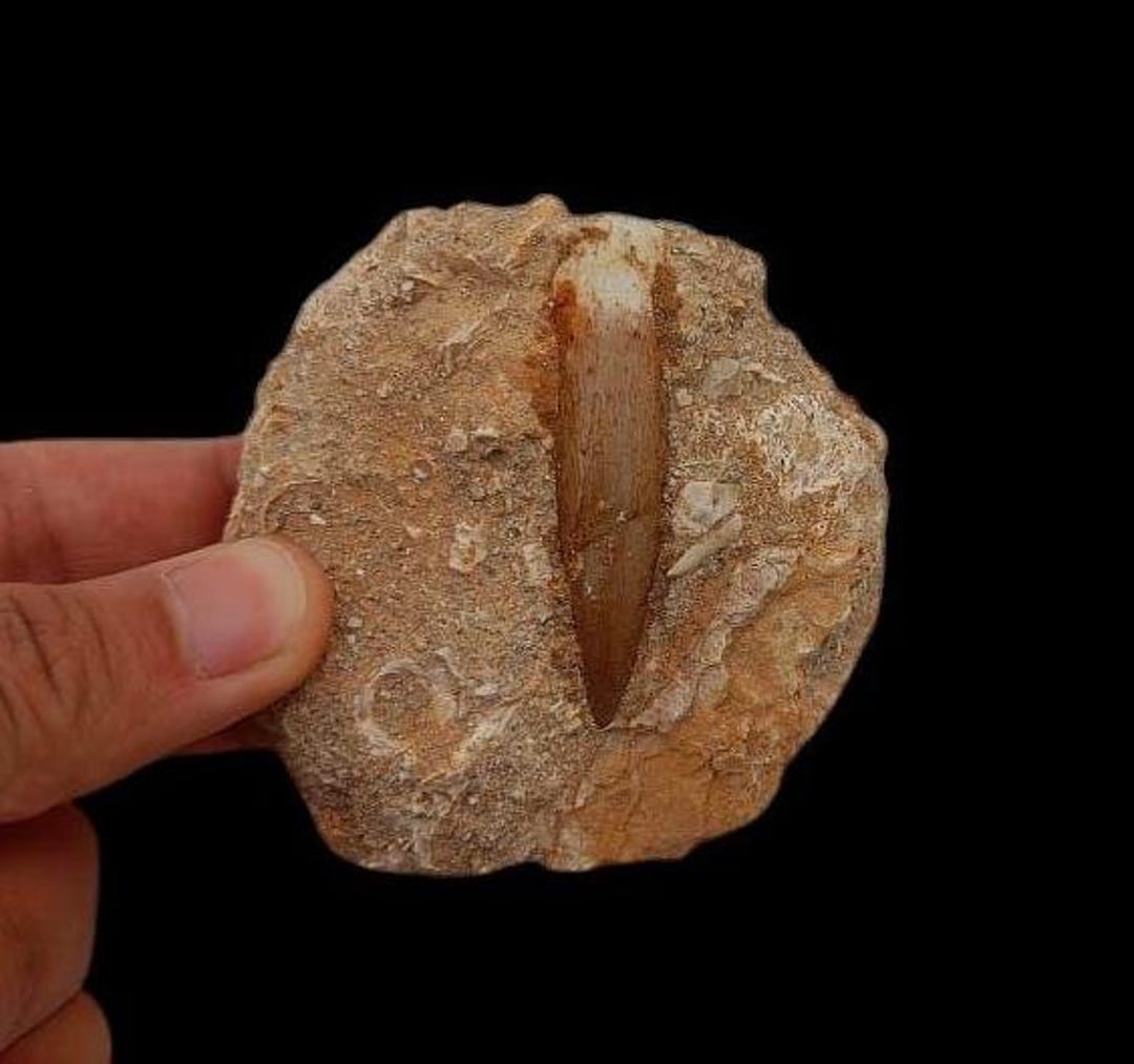 Extra Large Plesiosaurus Fossil Tooth – A Remarkable Relic of ...