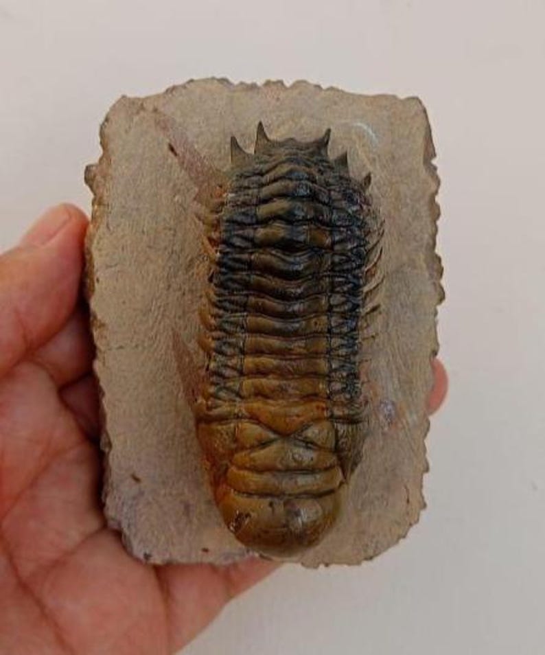 Fossilized Crotalocephalina Trilobite – Real Devonian Era Marine Fossil ...