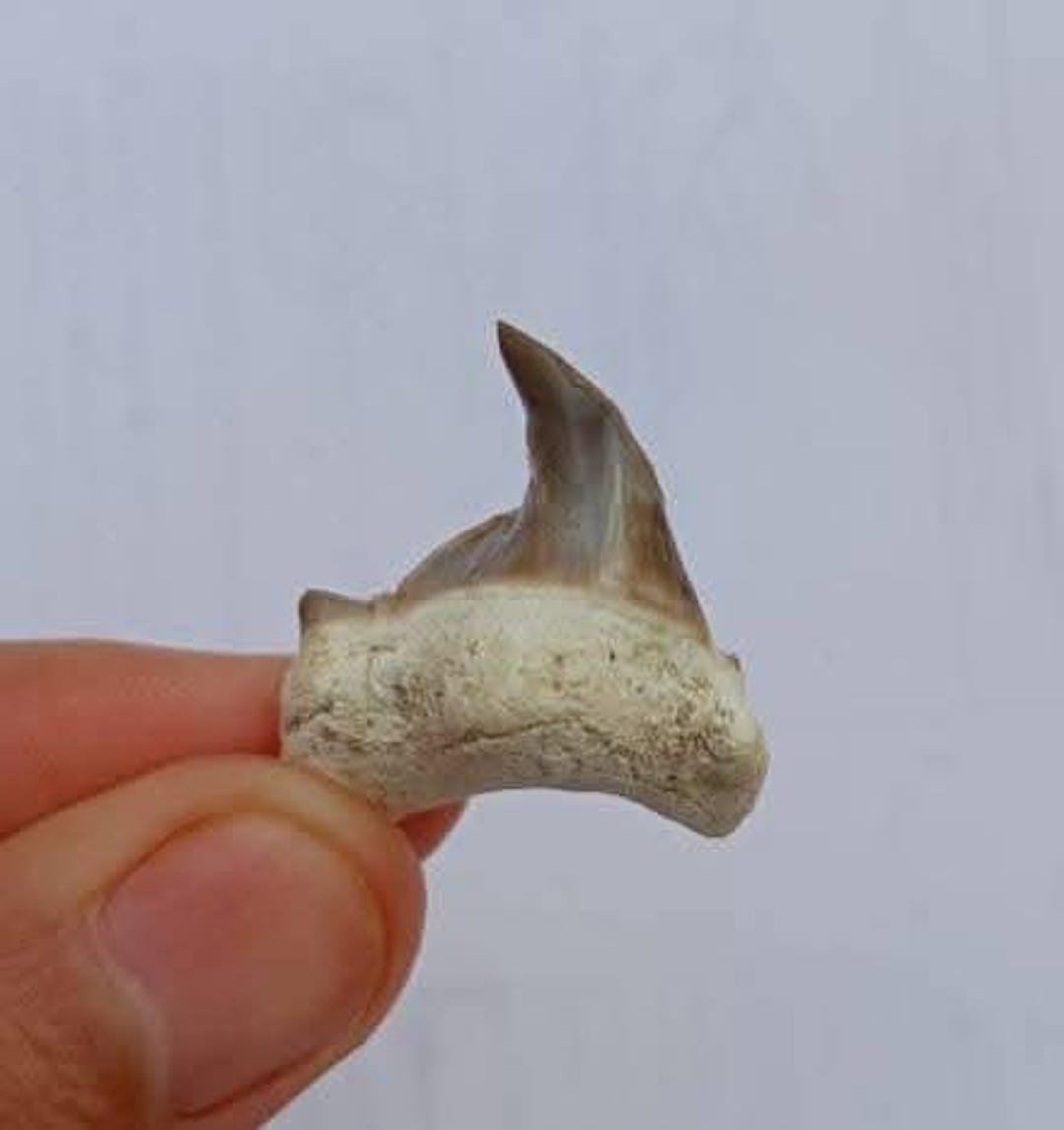 Extinct Rare Pathological Otodus Obliquus Fossilized Shark Tooth ...