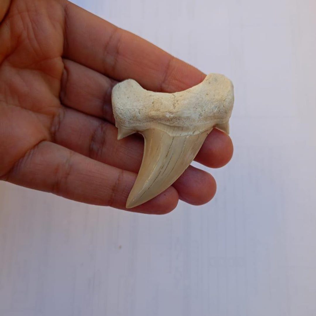 Large Otodus Obliquus Fossilized Shark Tooth – Authentic High Quality ...