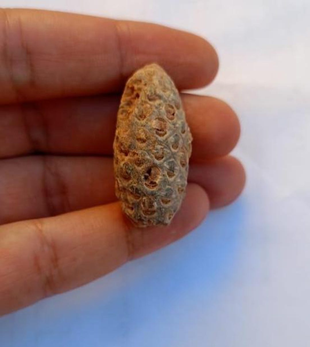 Authentic Pine Cone Fossil – Natural Fossilized Seed Cone From Morocco ...