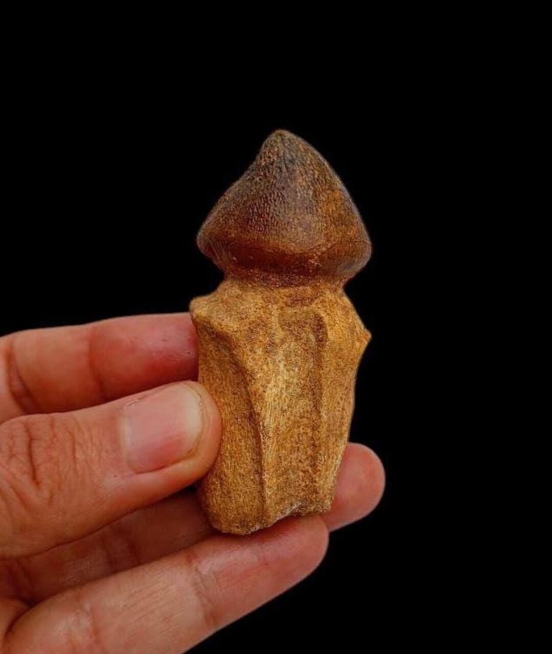Globidens Mosasaur Tooth Fossil - Huge Rare Quality Gem Piece - Etsy