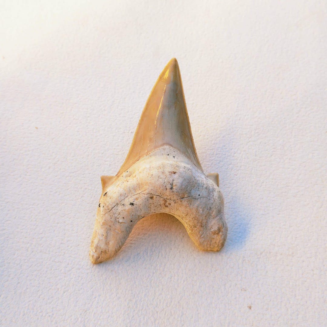 Large Otodus Obliquus Shark Tooth Fossil – Moroccan Collector Specimen ...