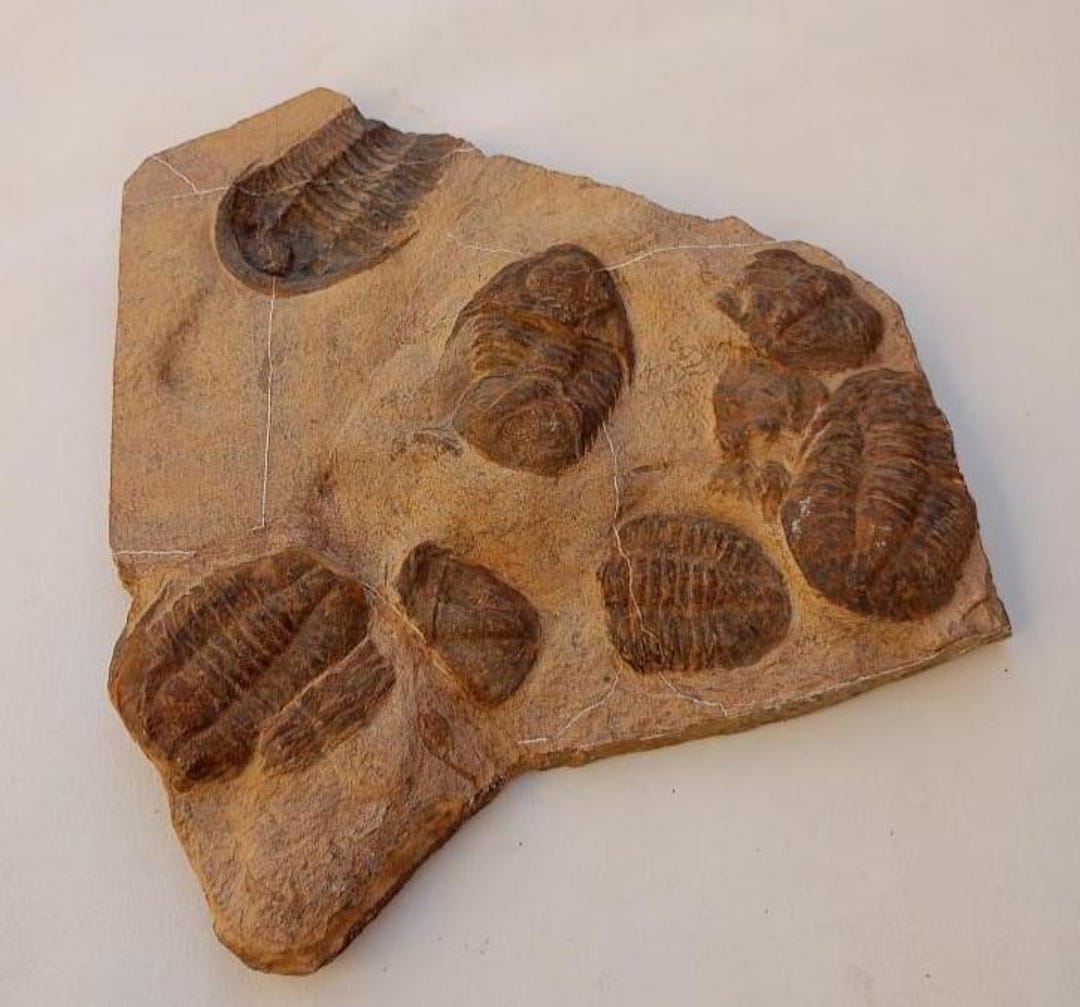 Rare Plate of 7 Trilobites – Genuine Fossil Plate – Paleozoic Marine ...