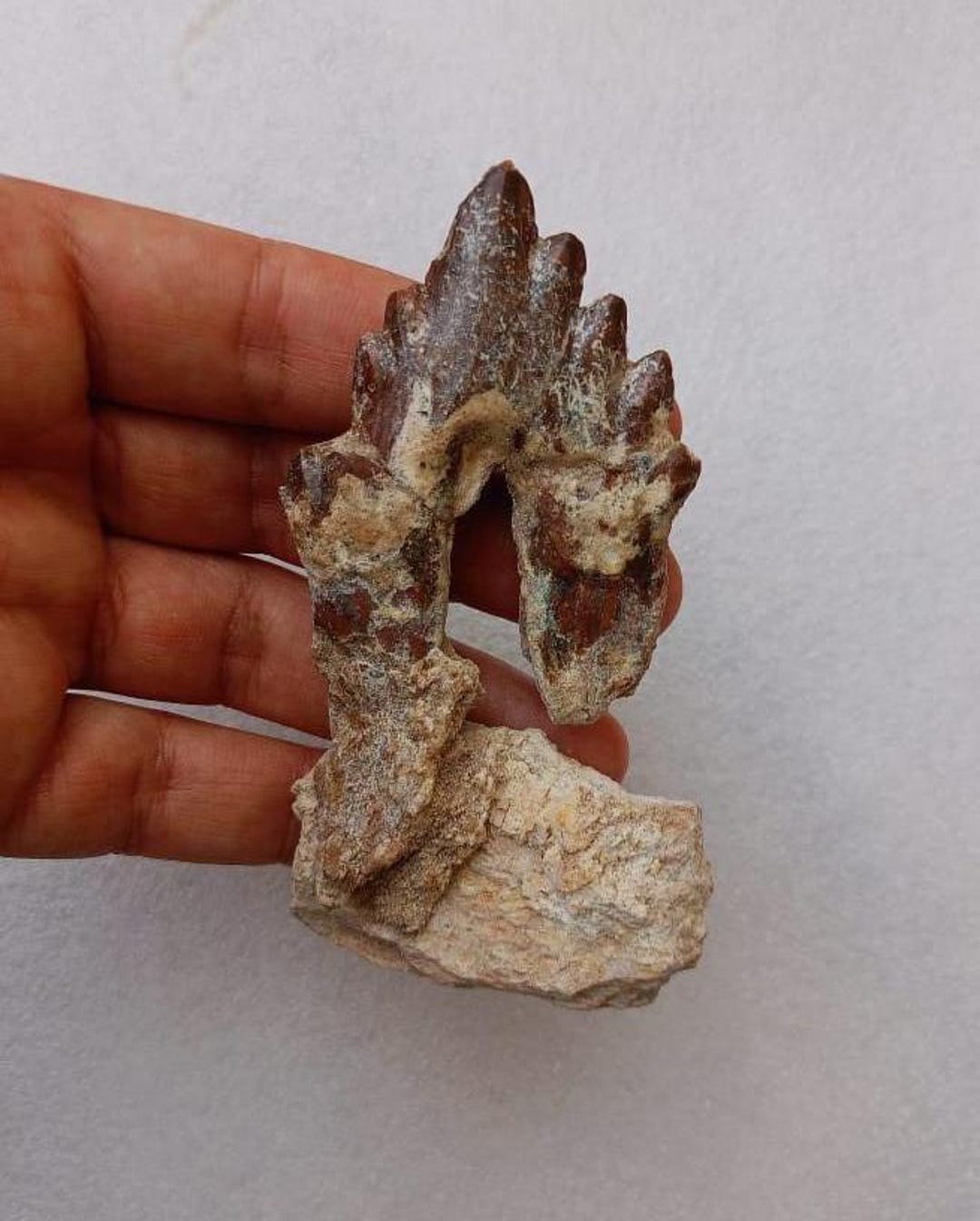 Basilosaurus Fossil Tooth - Incredible Natural Piece of History - Etsy