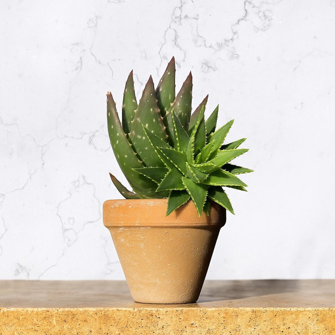 Aloe Perfoliata (mitre Aloe) | Hardy Clumping Succulent | Drought ...