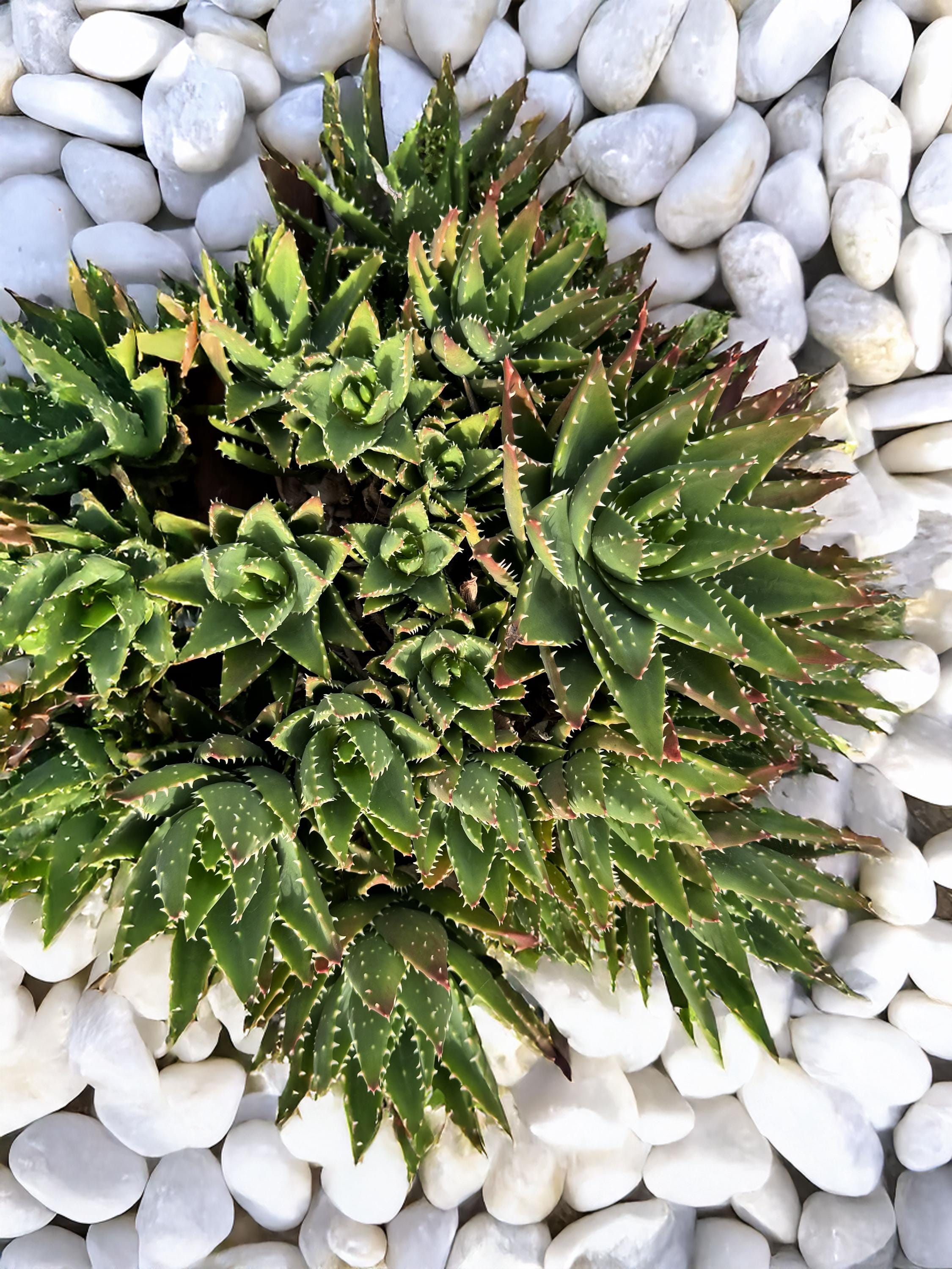Aloe Perfoliata (mitre Aloe) | Hardy Clumping Succulent | Drought ...