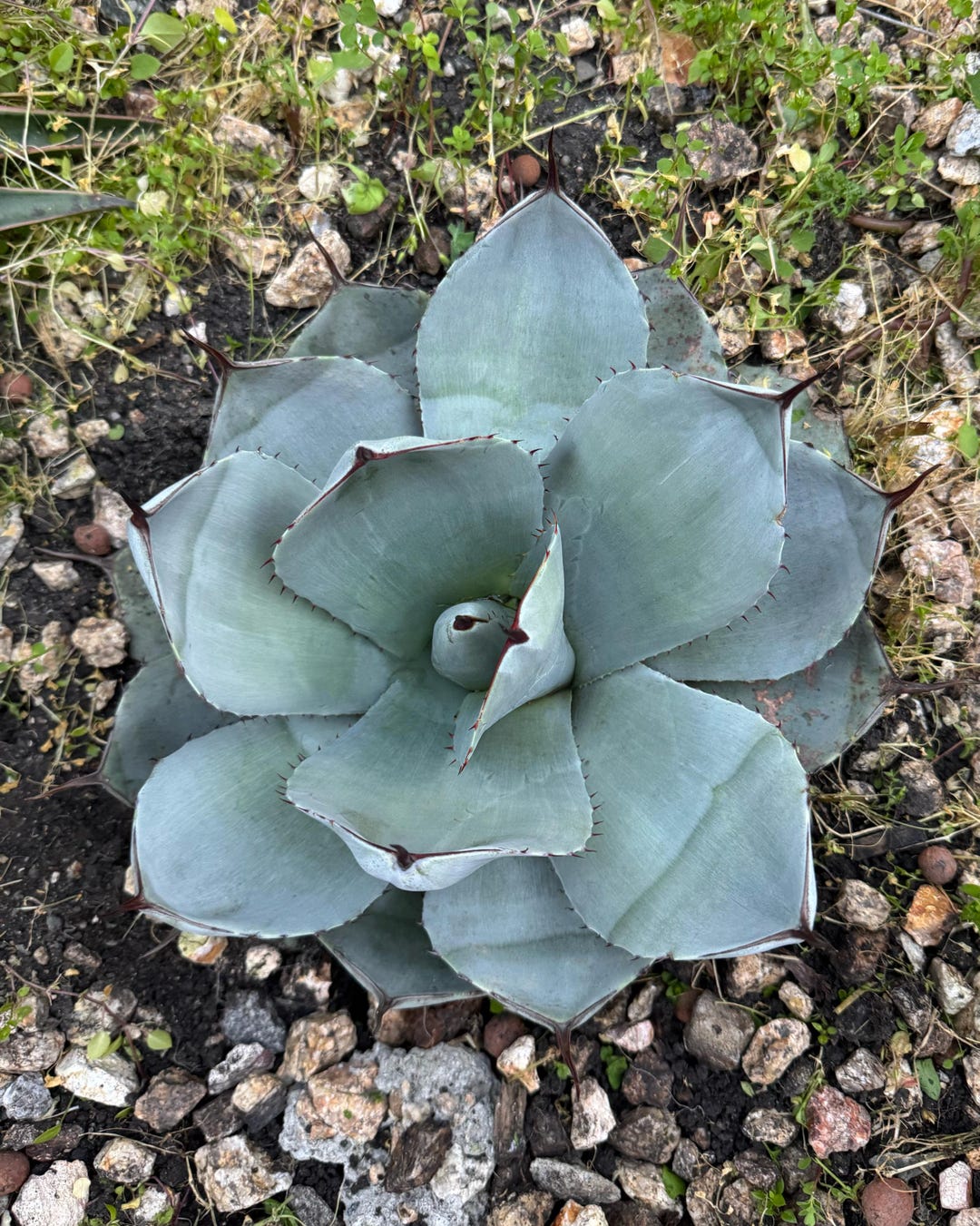 Agave Parryi Pup – Hardy, Cold-tolerant Succulent for Landscaping ...