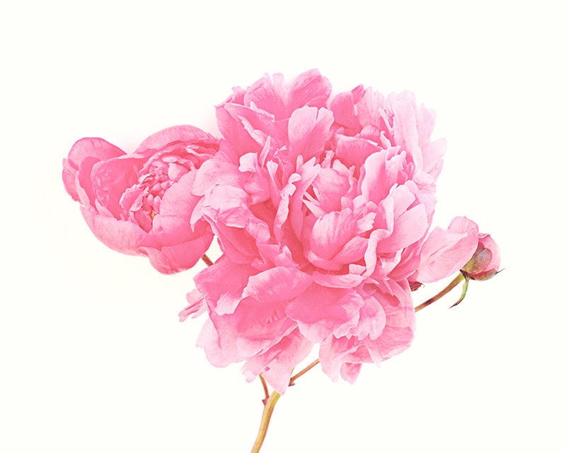 Peony picture pink flower photography print floral nursery | Etsy