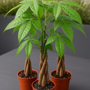 18” Braided Money Tree - Symbol of Prosperity & Good Fortune – Perfect ...