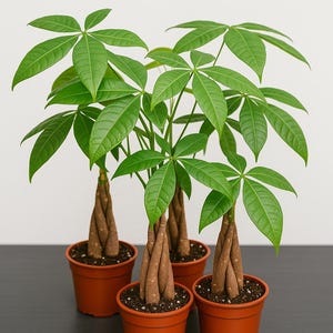 18” Braided Money Tree - Symbol of Prosperity & Good Fortune – Perfect ...