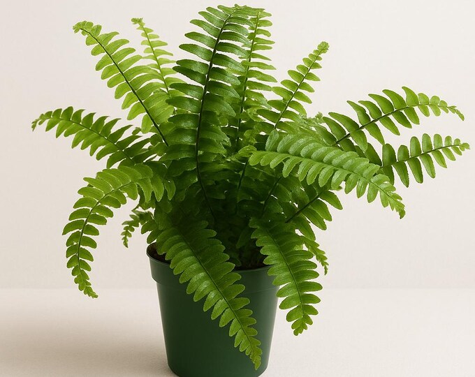 Live Boston Fern Plant – Elegant Indoor & Outdoor Decor | Air-purifying ...