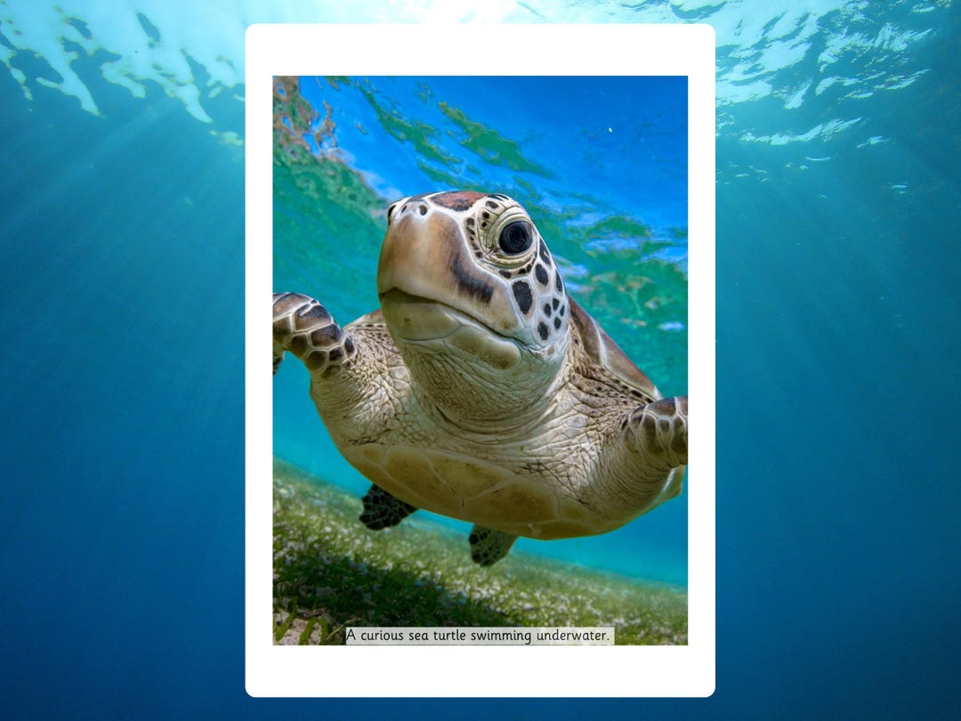 Little Posters: A Trio of Charming Sea Turtles for Reading, Art, and ...