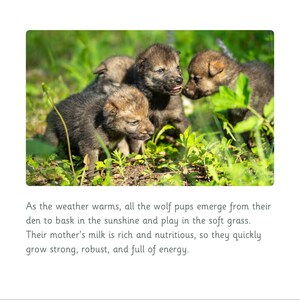 Montessori House Real Animal Story: the Wolf Family Story to Read Aloud ...