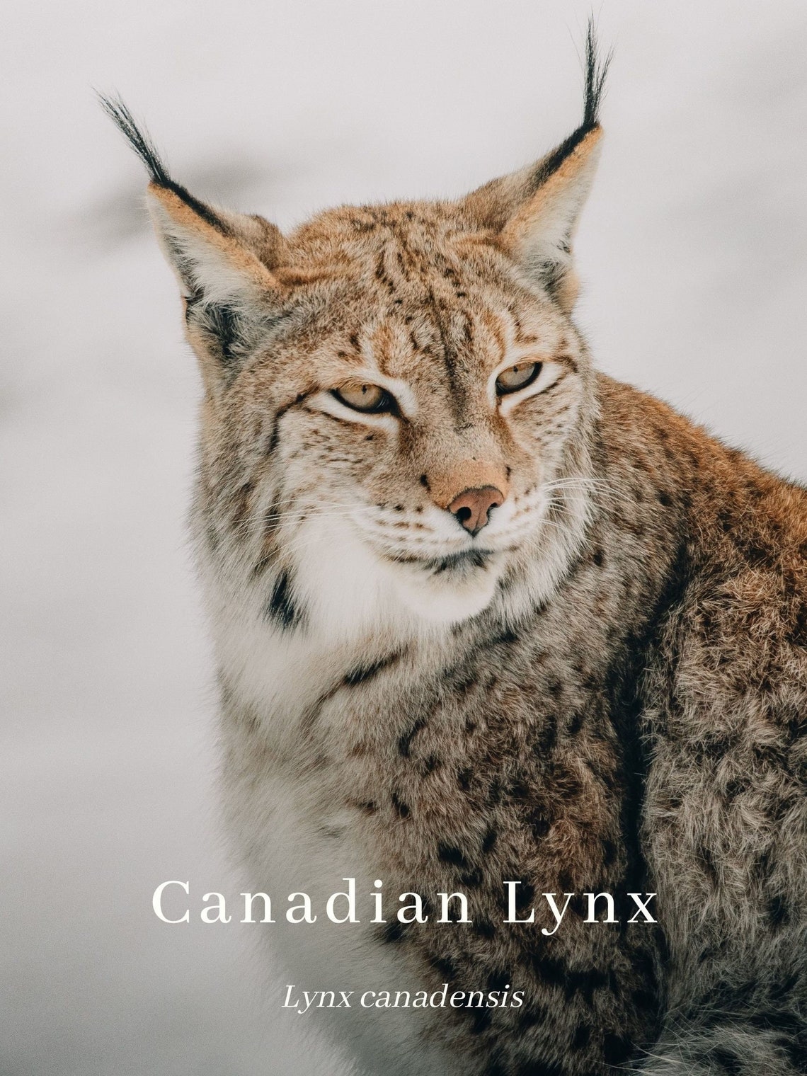 Montessori Wall Poster Lynx With Scientific Name INSTANT - Etsy
