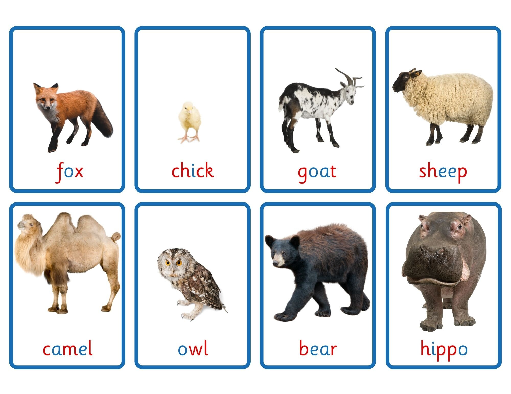 Animal Cards With Real Photos and Montessori Movable Alphabet | Etsy