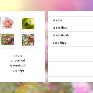 Montessori Reading Cards: Kindergarten to First Grade Sets 1 & 2 in ...