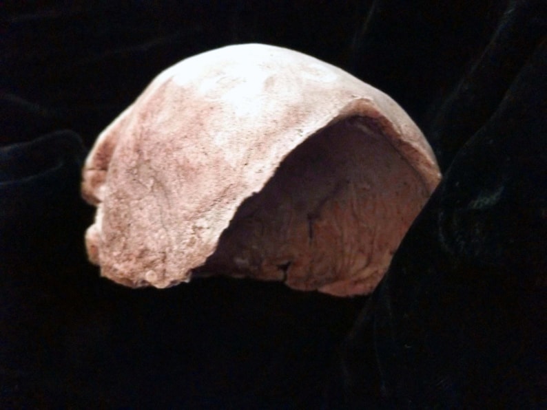 Human Half Skull Deformed Decayed Statue Gothic Open Back - Etsy