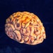 Human Brain Zombie Food Horror Statue Halloween Prop Macabre Weird ...