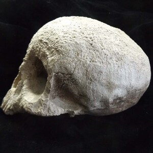 Human Half Skull Statue Scavenger Decayed Rotted Gothic Home Decor ...