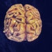 Human Brain Zombie Food Horror Statue Halloween Prop Macabre Weird ...