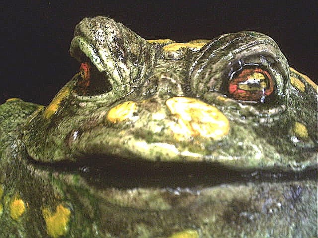 Toadzilla the Mutant Toxic Toad Garden Statue Large Fantasy - Etsy