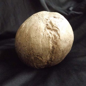 Human Half Skull Ancient Decrepit Bone Statue Decayed Rotted Prop ...