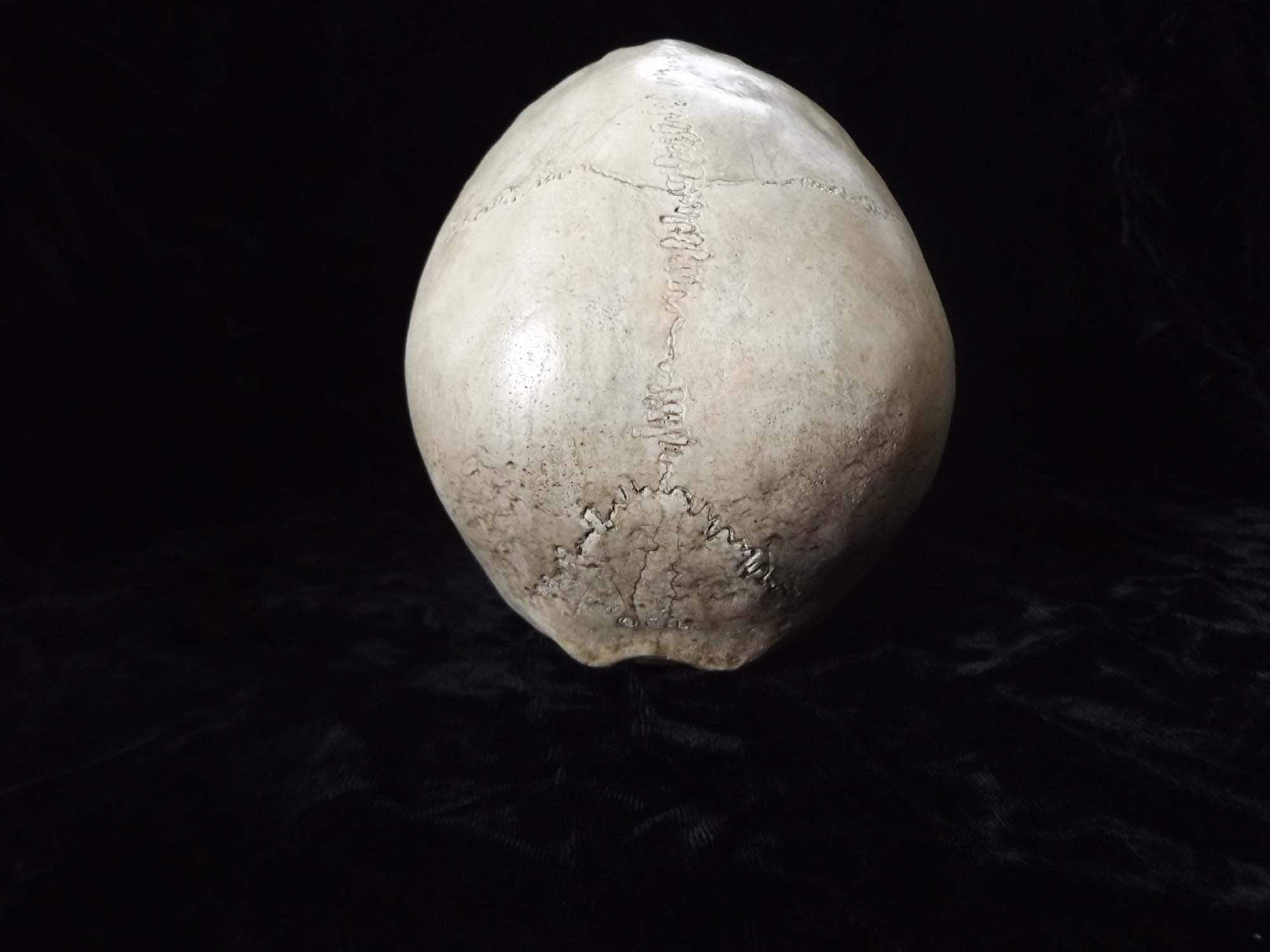 Cyclops Skull Statue Macabre Decoration Human Skull Oddity - Etsy