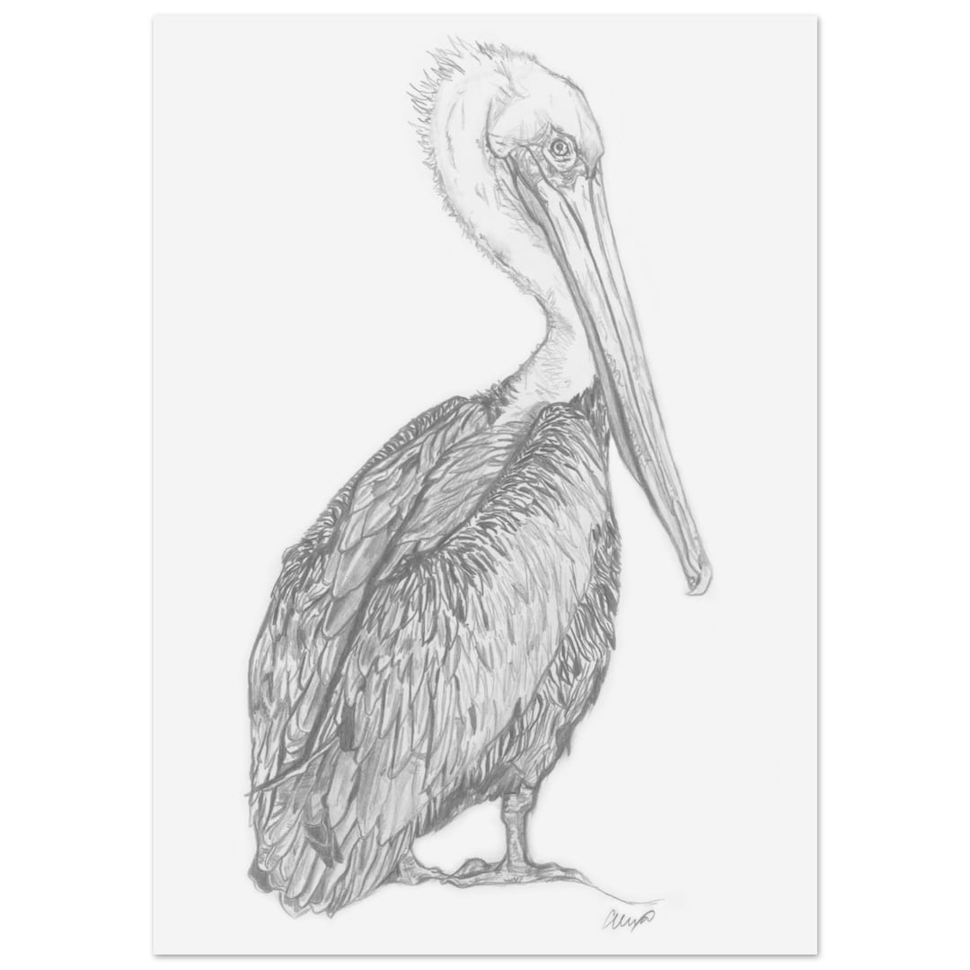 Pelican- Hand-drawn Art Print - Etsy