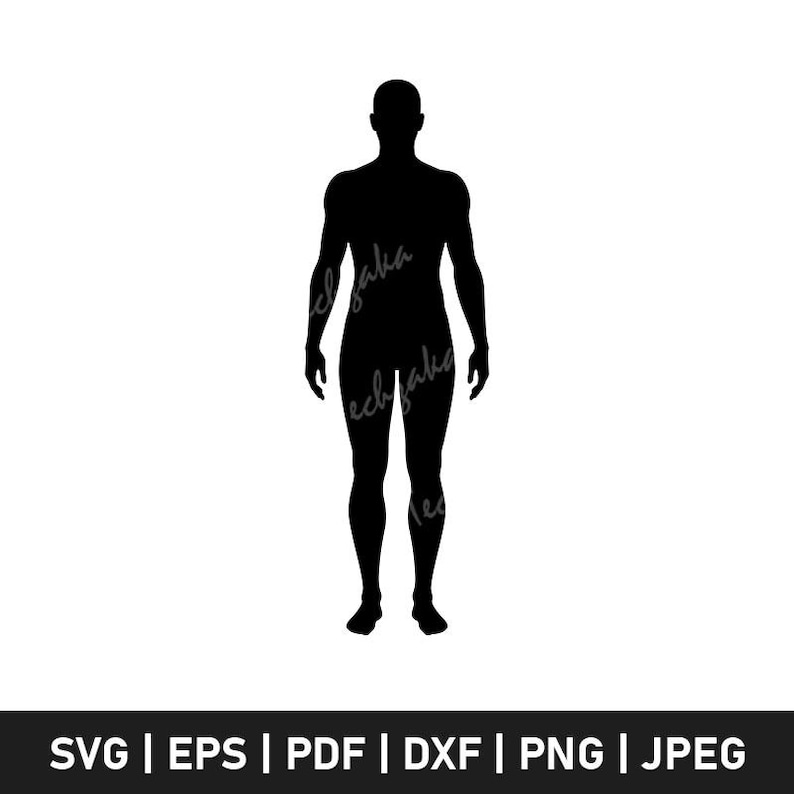 Human Body Svg, Human Anatomy Silhouette, Medical Body Cut File ...