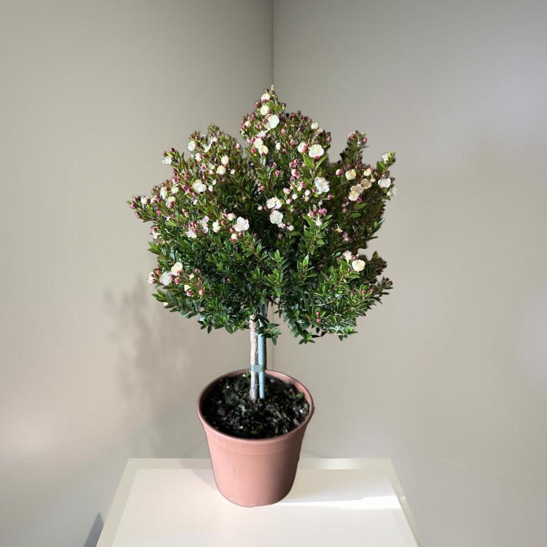 Myrte Myrtus Microphylla Setzling ZERTIFIZIERT - Etsy.de