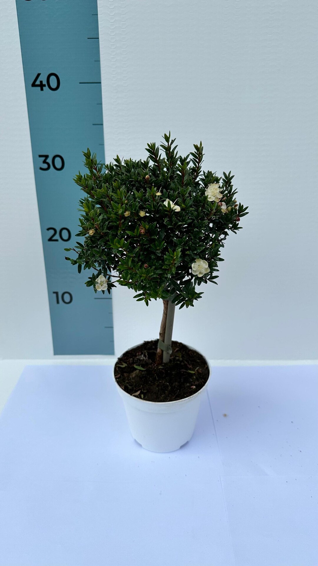 Mini-arbre Myrte Myrtus Microphylla en pot ø12 CERTIFIE - Etsy France