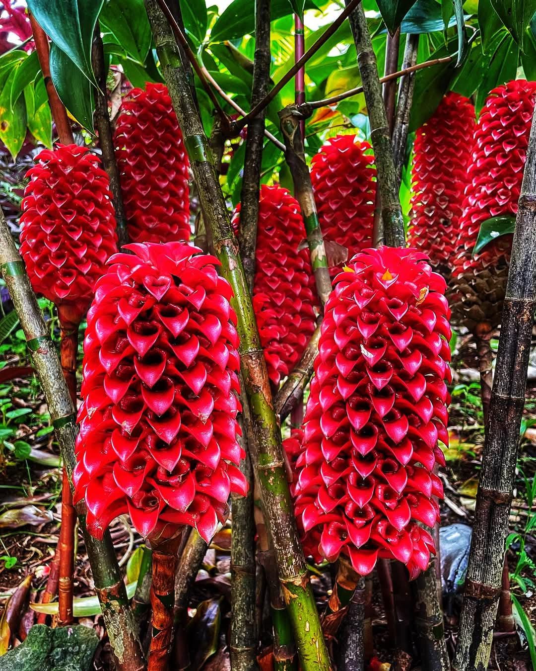 Live 4 Inch Pot Indonesian Wax Ginger, Tapeinochilos Ananassae, Exotic ...