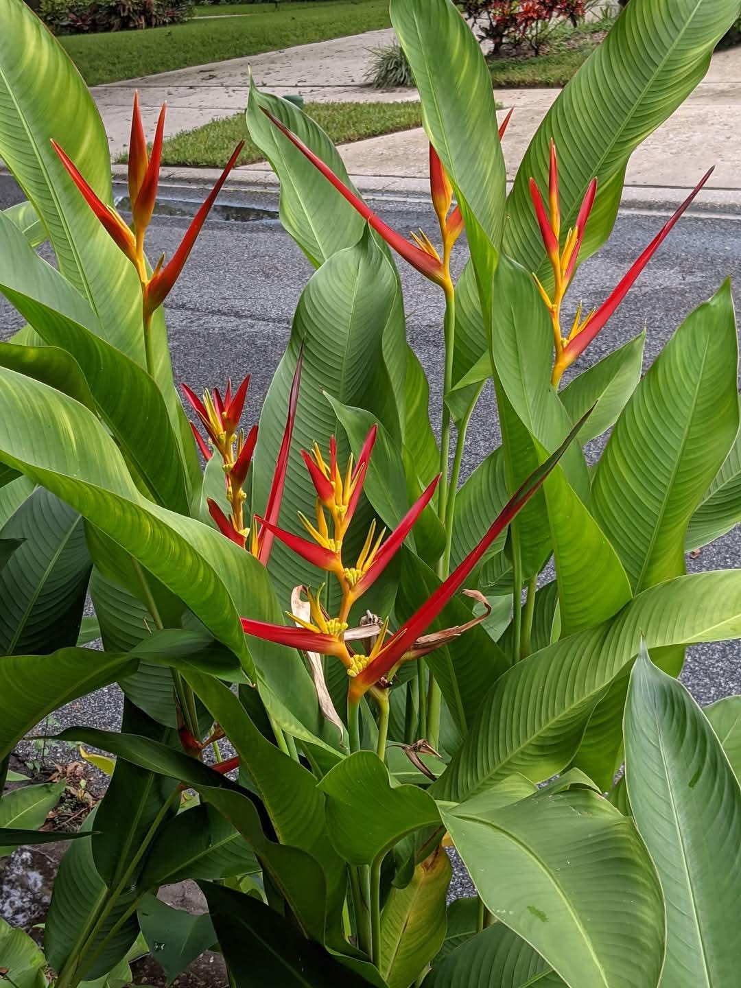 Dwarf Heliconia 'carmasita' Healthy Live Rhizome - Etsy