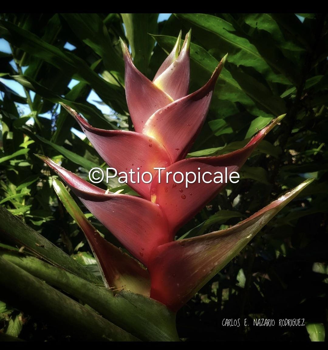 Heliconia Caribaea 'canaries Giant' Live Healthy Rhizome - Etsy