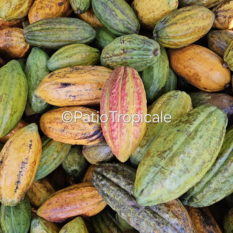 Raw Cacao - Etsy