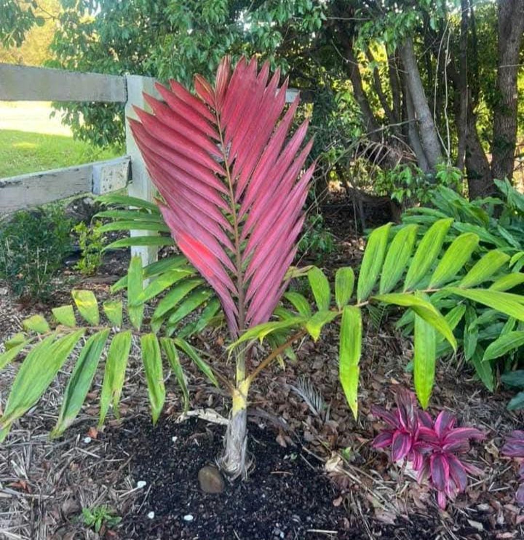 Live 4 Inches Pot Flamethrower Palm, Chambeyronia Macrocarpa - Etsy