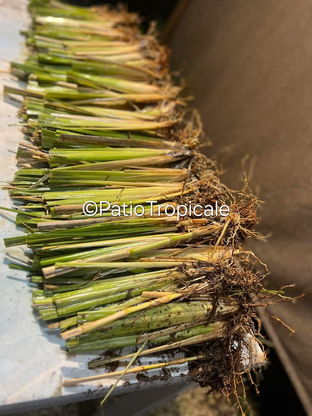 Vetiver Grass - 10 Slips Rooted, Healthy and Ready to Plant - Etsy