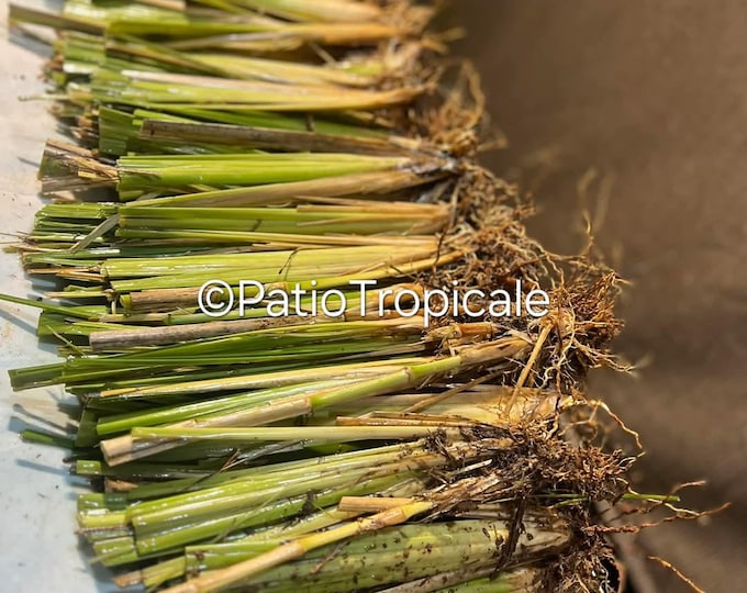Vetiver LIVE PLANT Vetiver Zizanioides Ayurvedic Plant - 4" Pot - Etsy