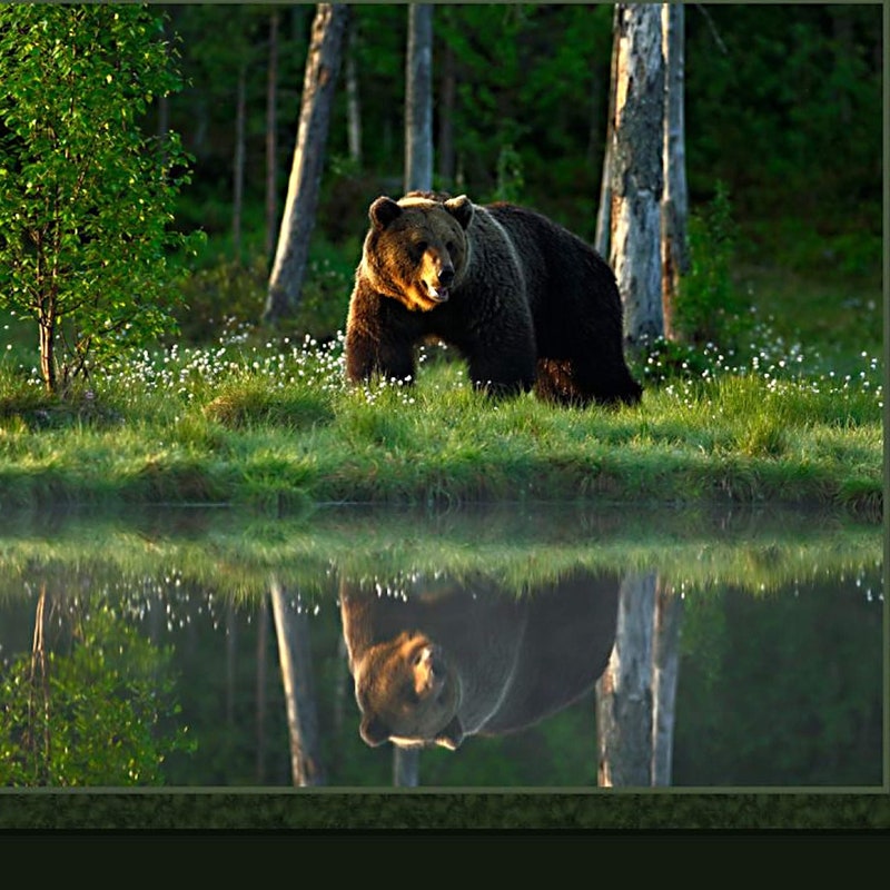 Wildlife Fabric - Etsy Canada