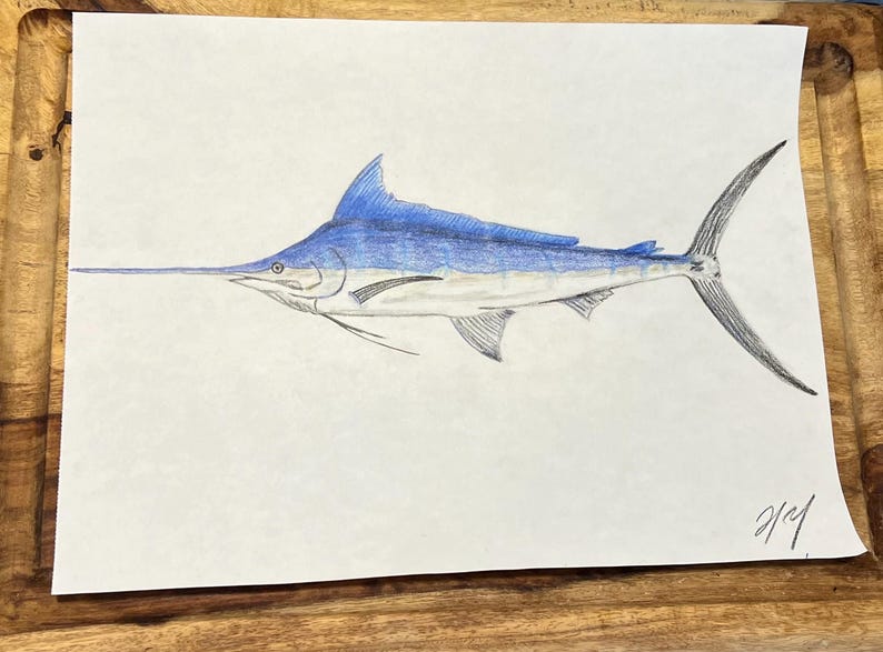 Hand-drawn Blue Marlin Fish - Etsy